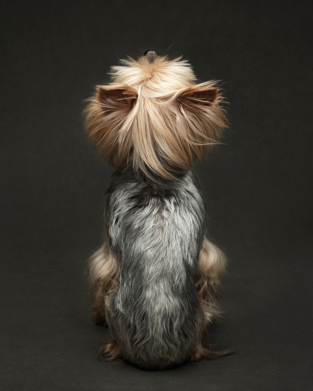 Passion-chien : Voici les photos gagnantes des Dog Photography Awards ...